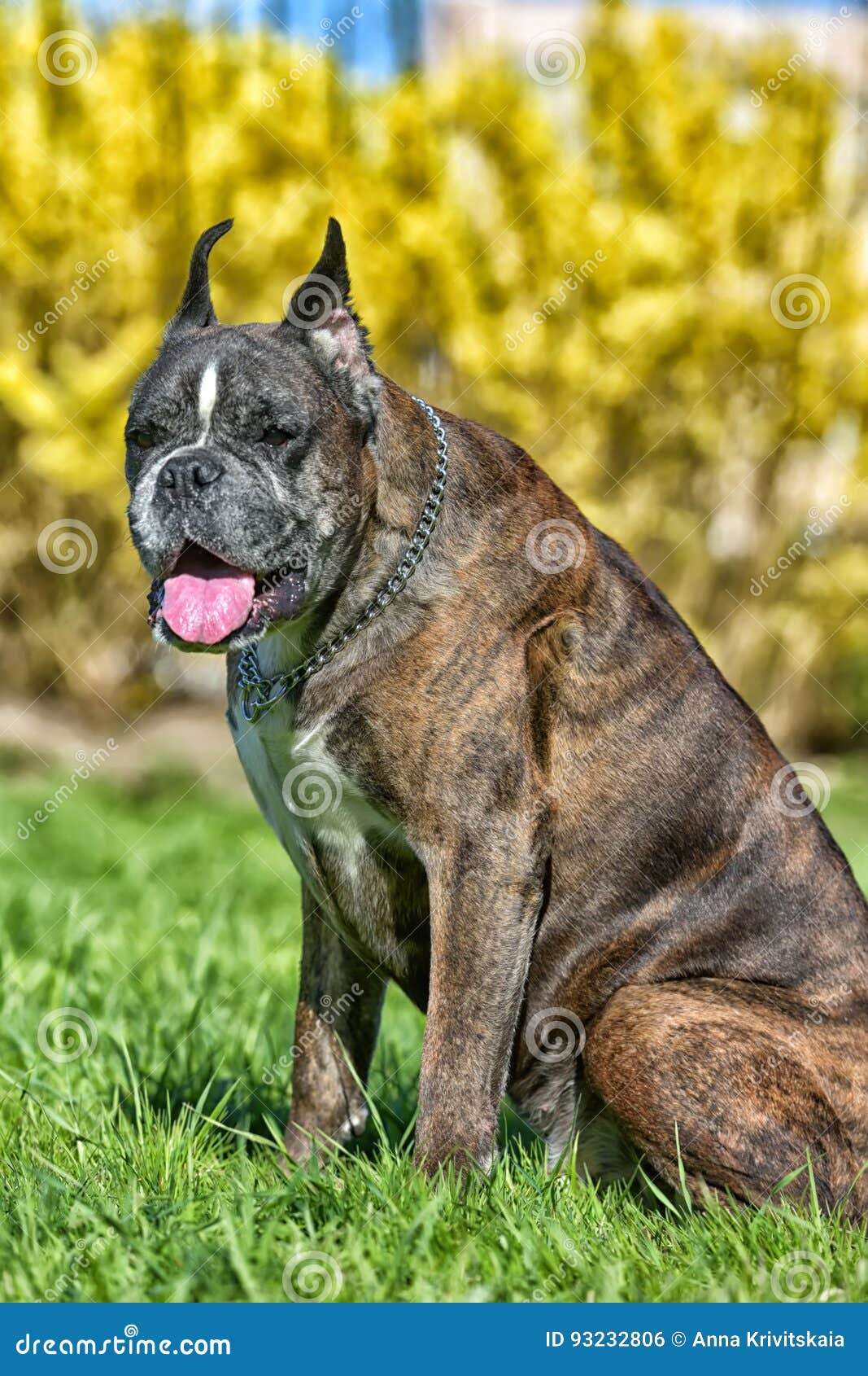 German Boxer with Cropped Ears Stock Photo - Image of cute, brindle ...