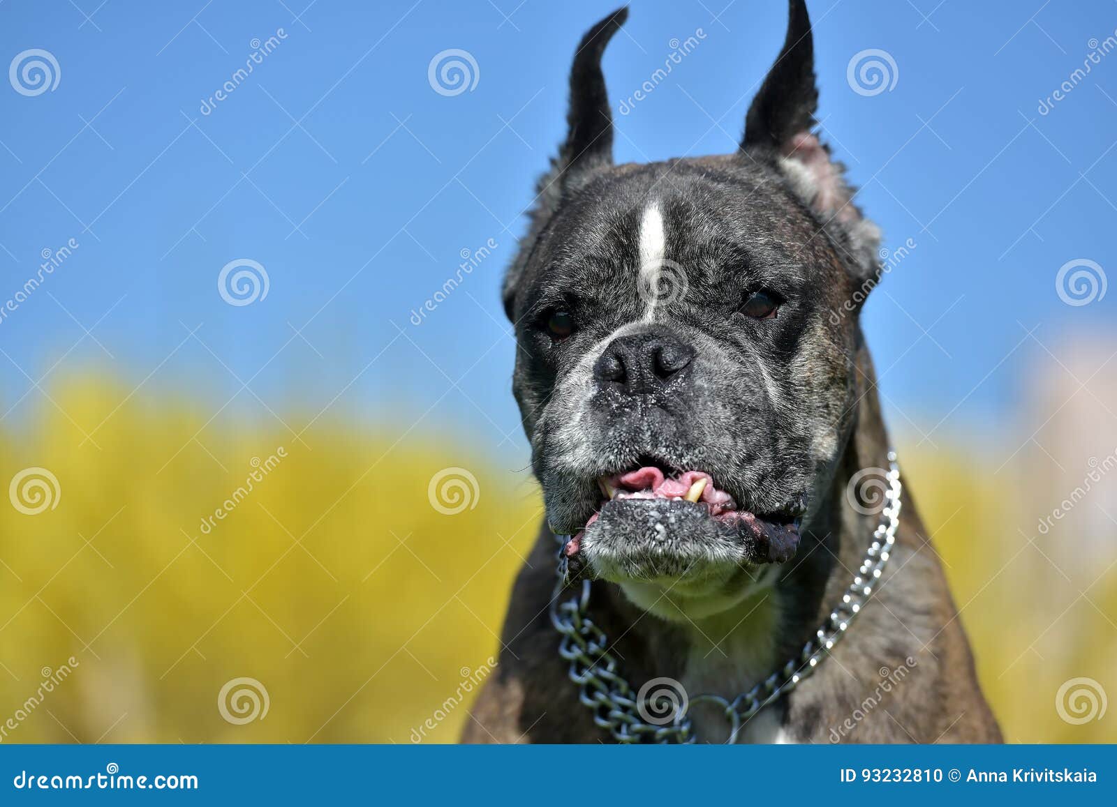 German Boxer with Cropped Ears Stock Photo - Image of animalthemes ...