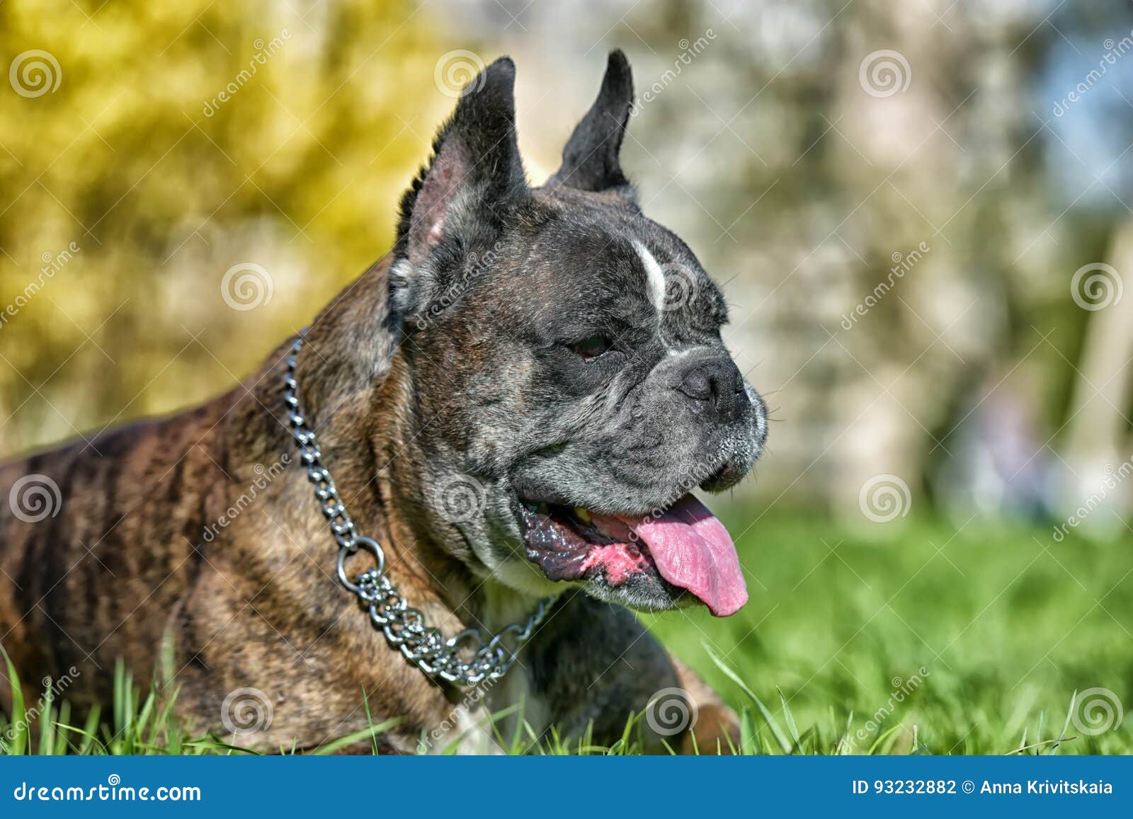 German Boxer with Cropped Ears Stock Photo - Image of dogscroppedears ...