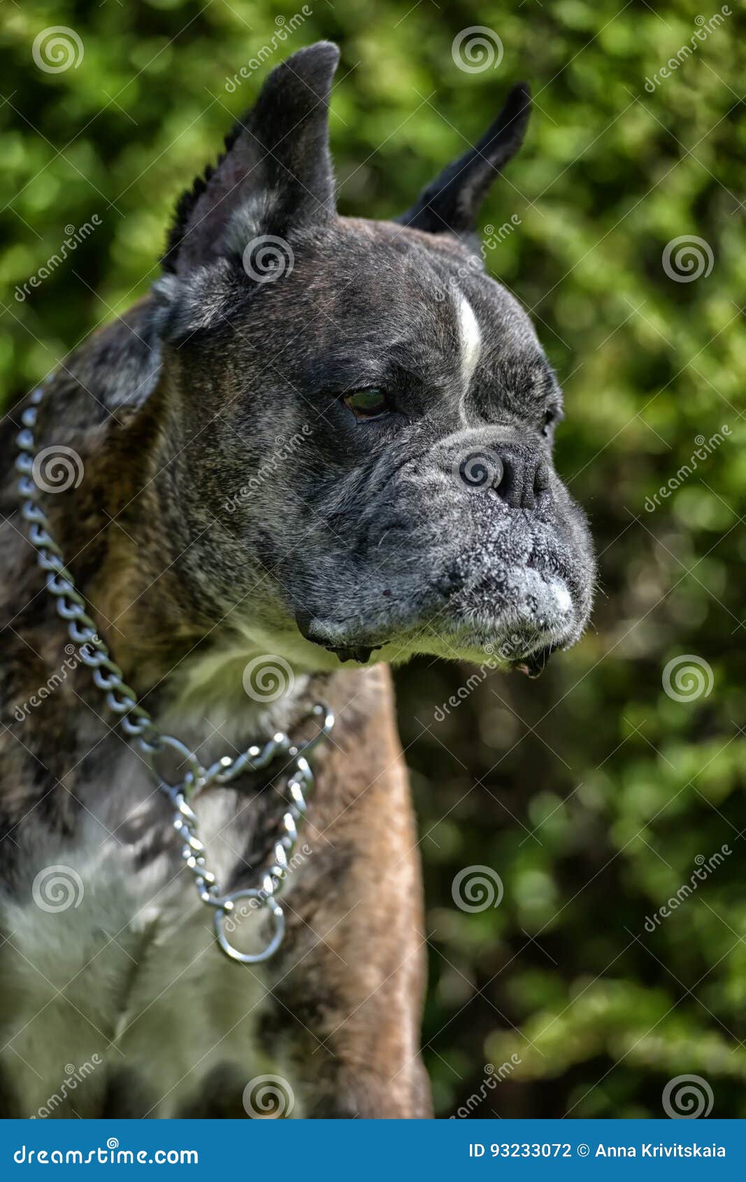 German Boxer with Cropped Ears Stock Photo - Image of beautiful, glance ...