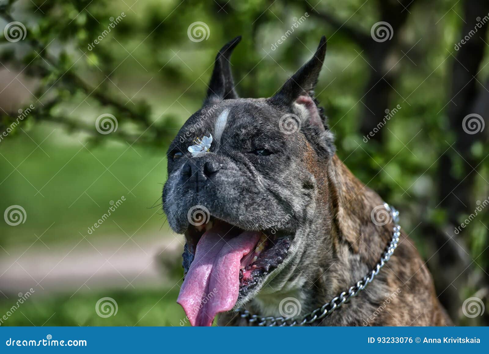 German Boxer with Cropped Ears Stock Photo - Image of meadow, adorable ...