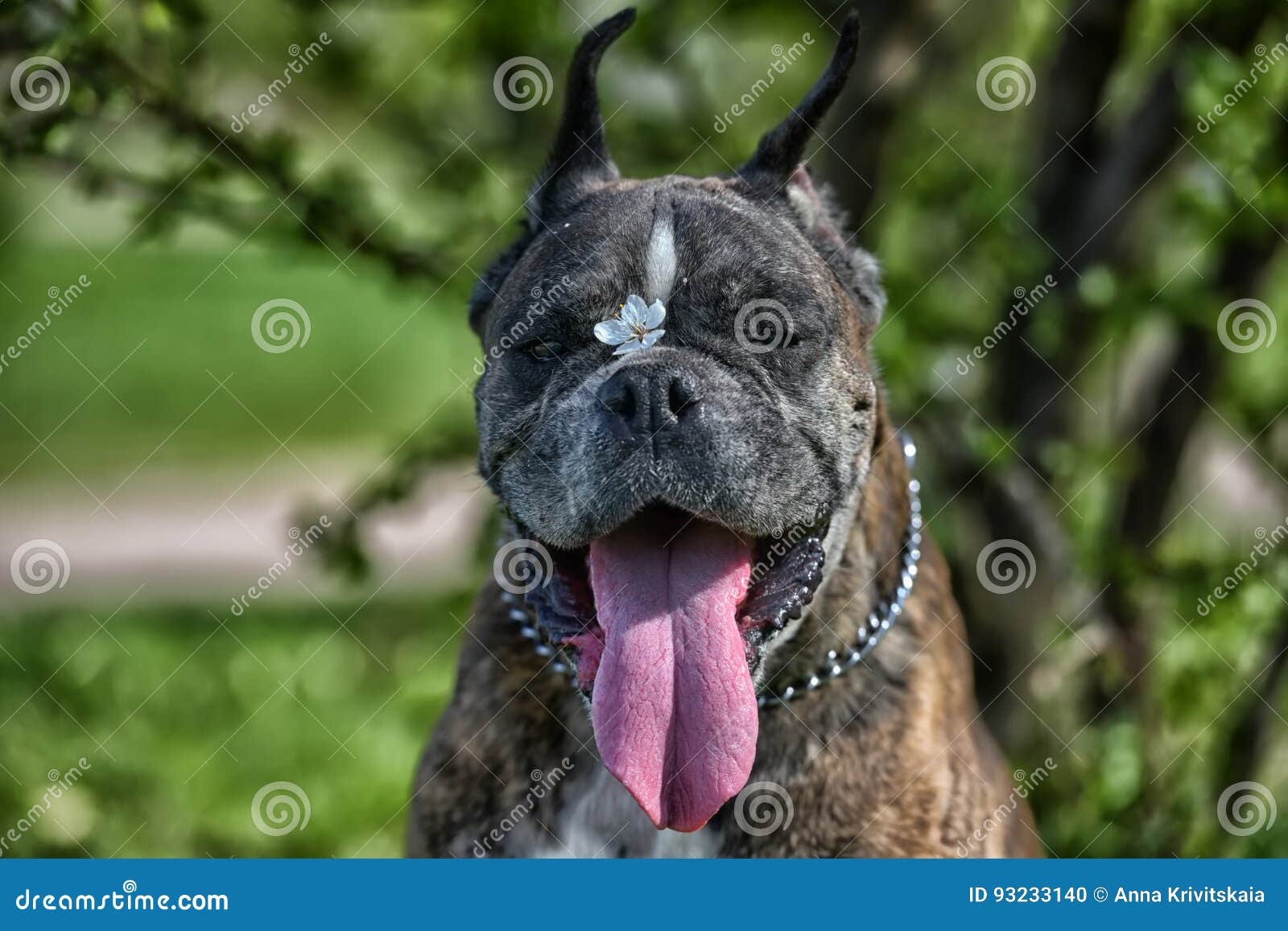 German Boxer with Cropped Ears Stock Photo - Image of brindle ...