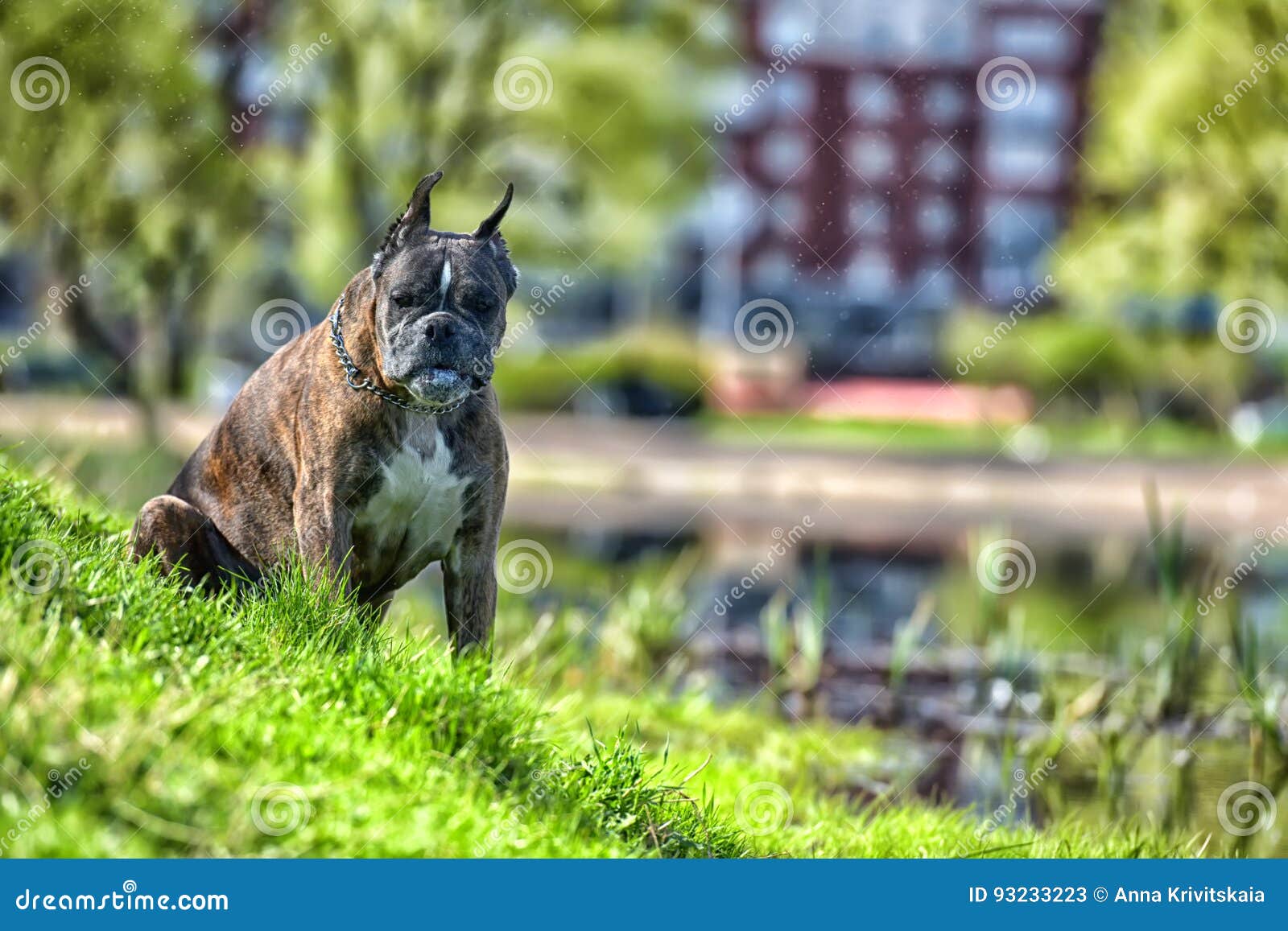 German Boxer with Cropped Ears Stock Image - Image of animalmuscle ...