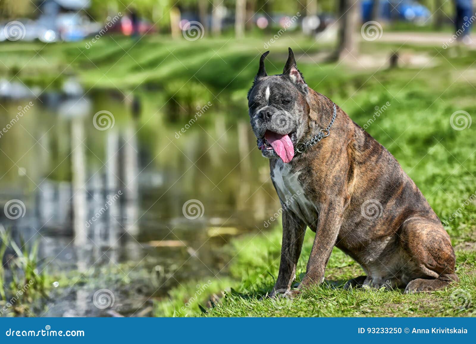 German Boxer with Cropped Ears Stock Photo - Image of brindle, mammal ...