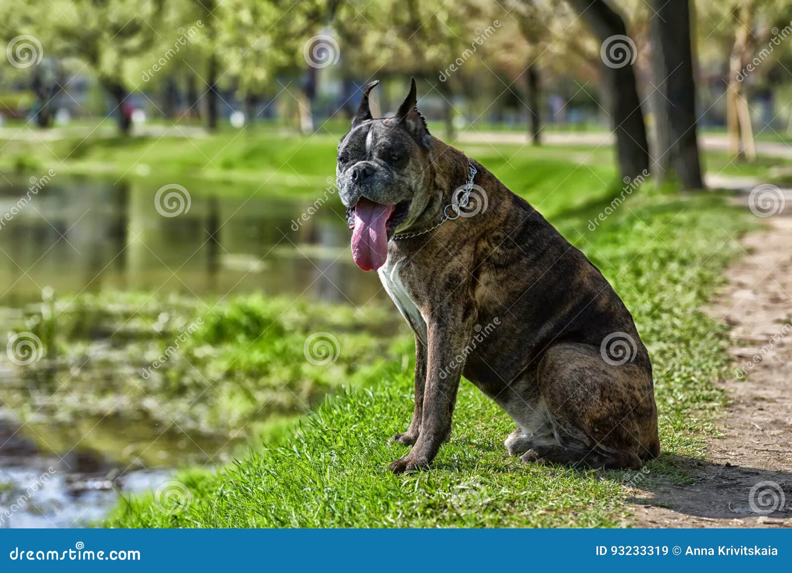 German Boxer with Cropped Ears Stock Image - Image of boxer, cropping ...