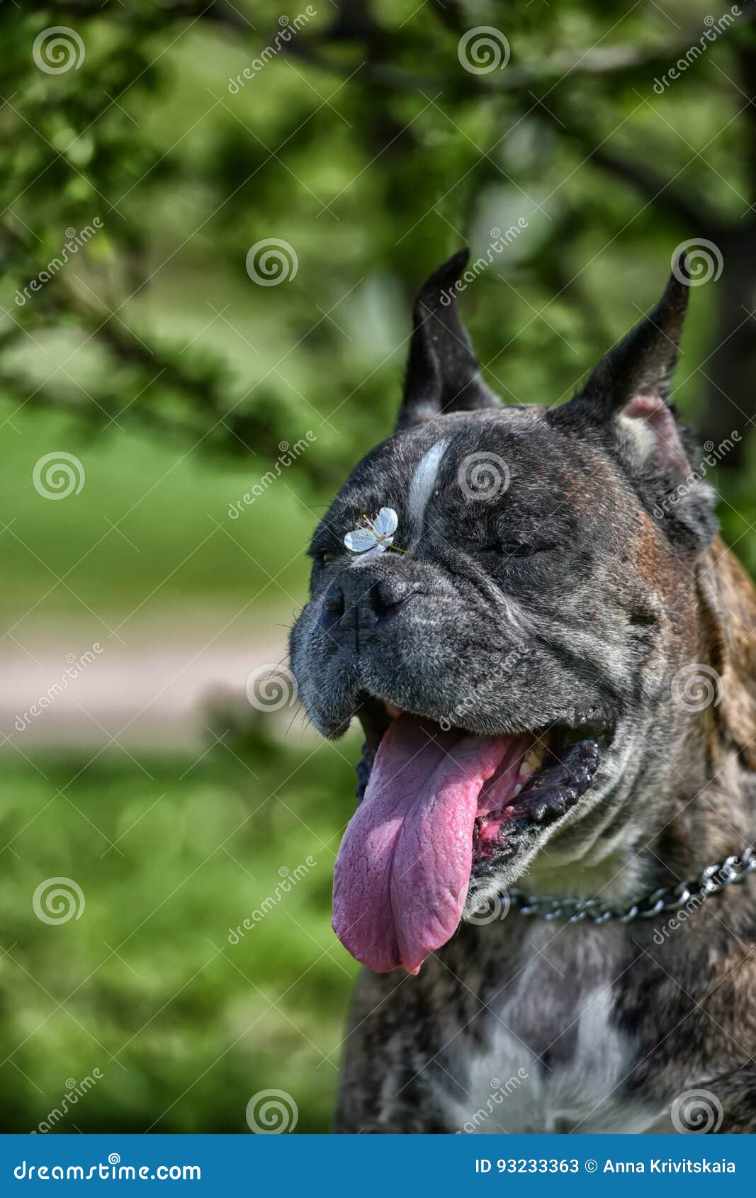 German Boxer with Cropped Ears Stock Image - Image of canine, mammal ...
