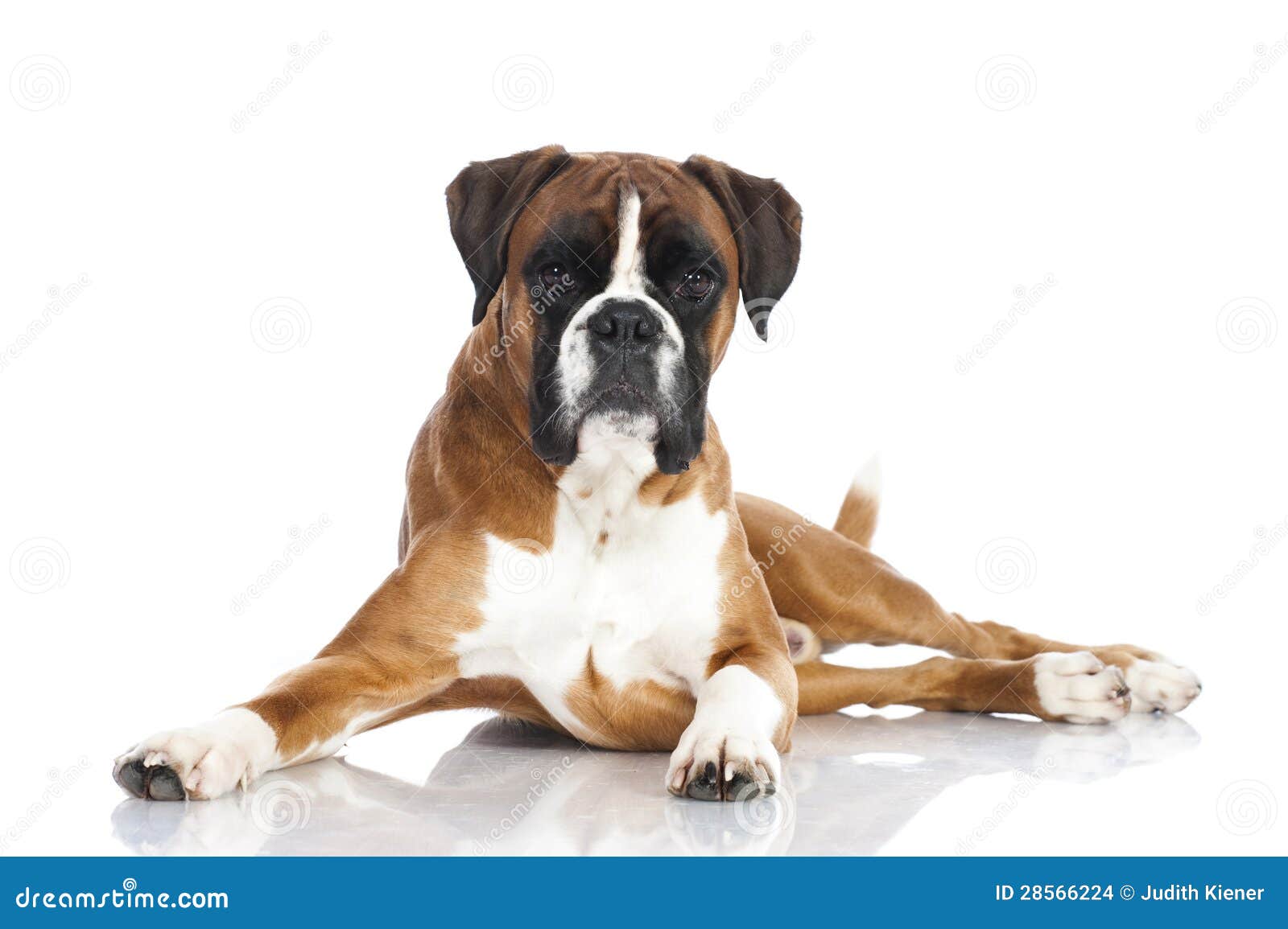 German boxer dog stock photo. Image of purebred, boxer - 28566224