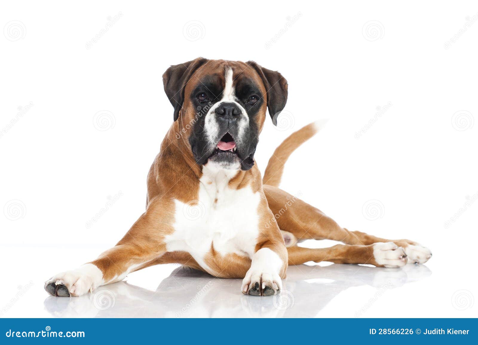 German boxer dog stock photo. Image of domestic, german - 28566226