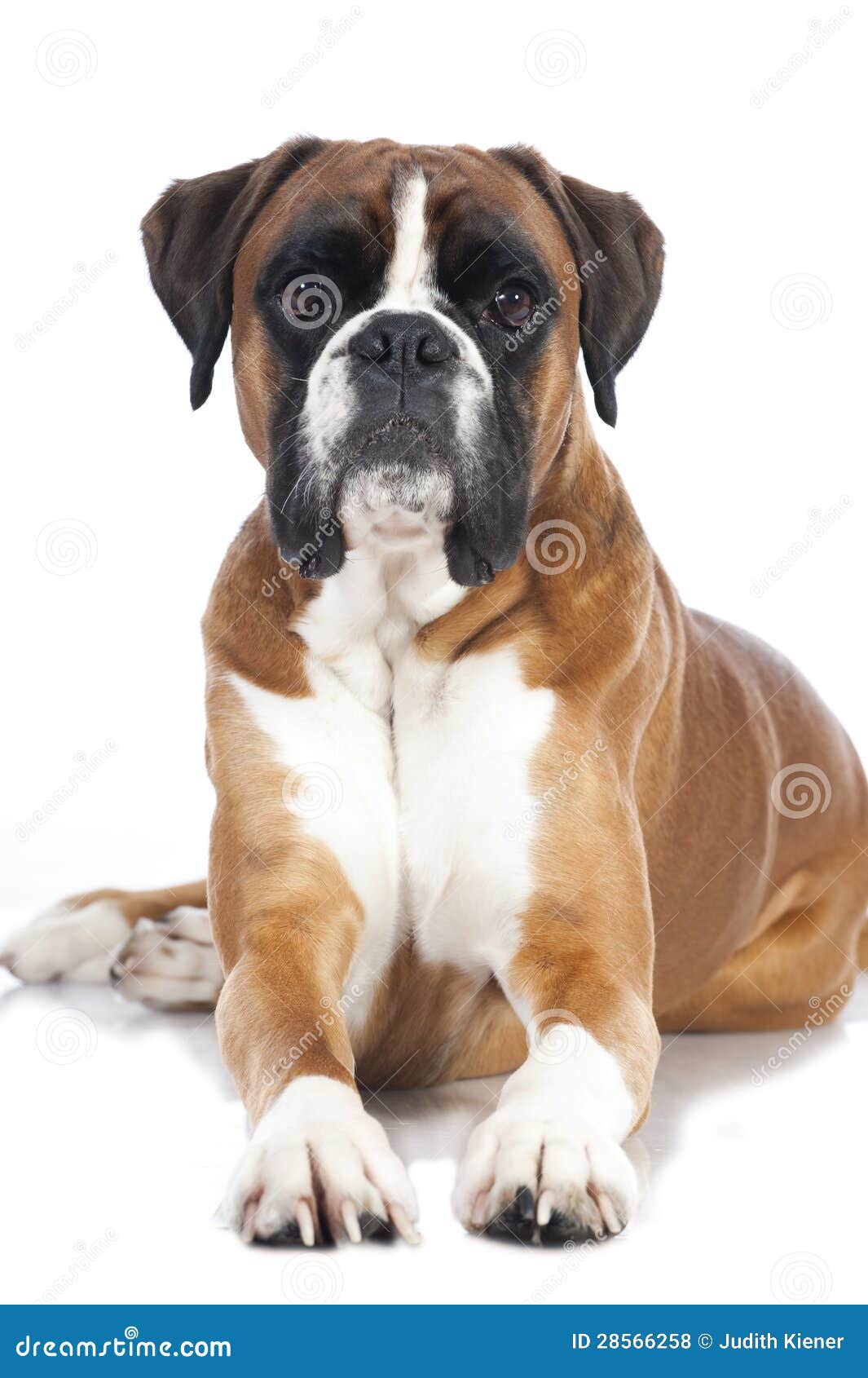German boxer dog stock photo. Image of animal, guard - 28566258