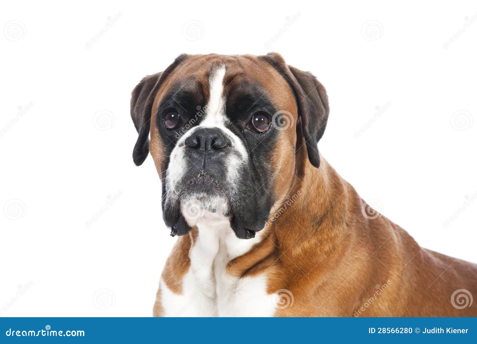 German boxer dog stock photo. Image of brown, front, pedigreed - 28566280