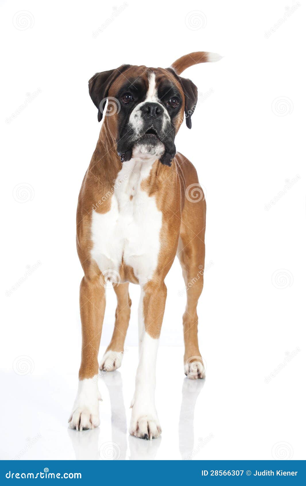 German boxer dog stock image. Image of playful, pedigreed - 28566307