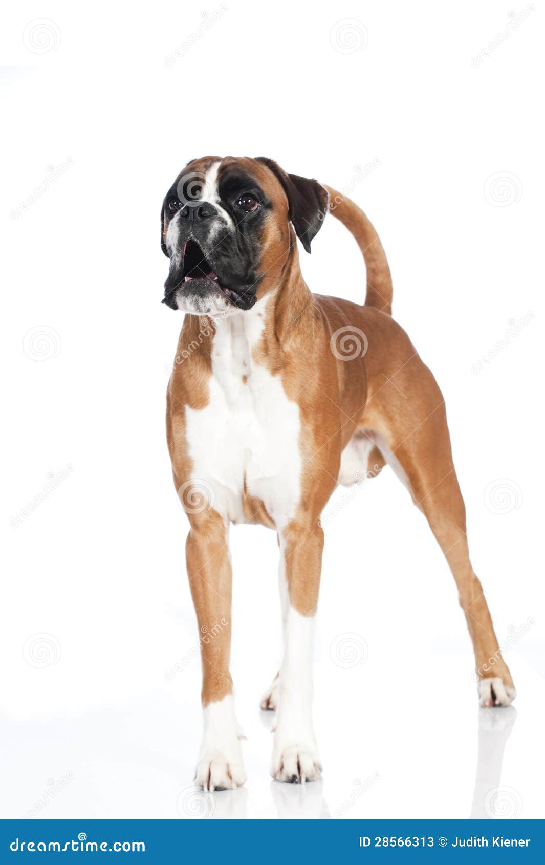 German boxer dog stock image. Image of standing, guard - 28566313