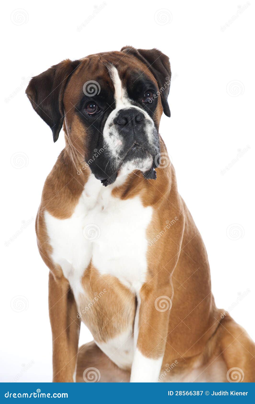 German boxer dog stock image. Image of german, doggy - 28566387