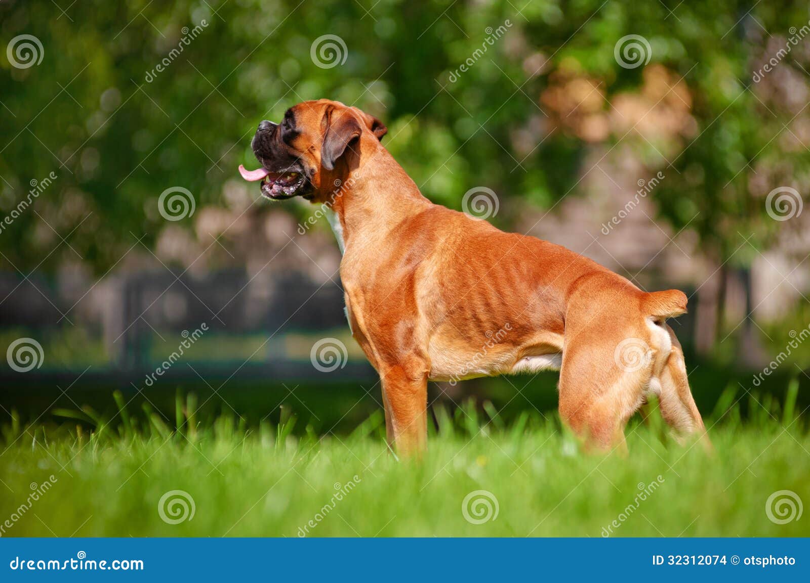 German boxer dog portrait stock photo. Image of breed - 32312074