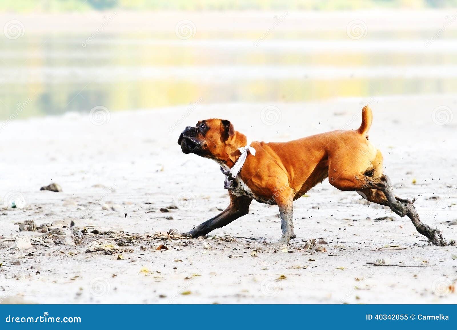 German Boxer Dog Running Down the Beach Stock Image - Image of ...