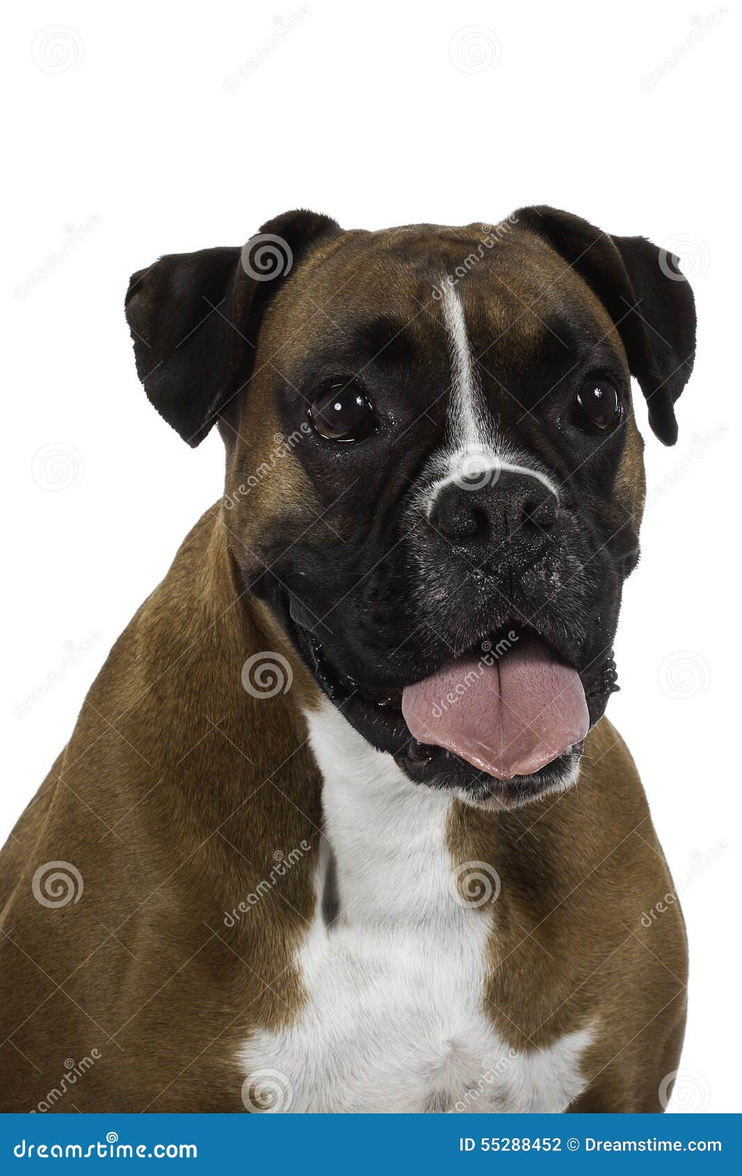 German Boxer Head with Tounge Stock Photo - Image of boxer, beautiful ...