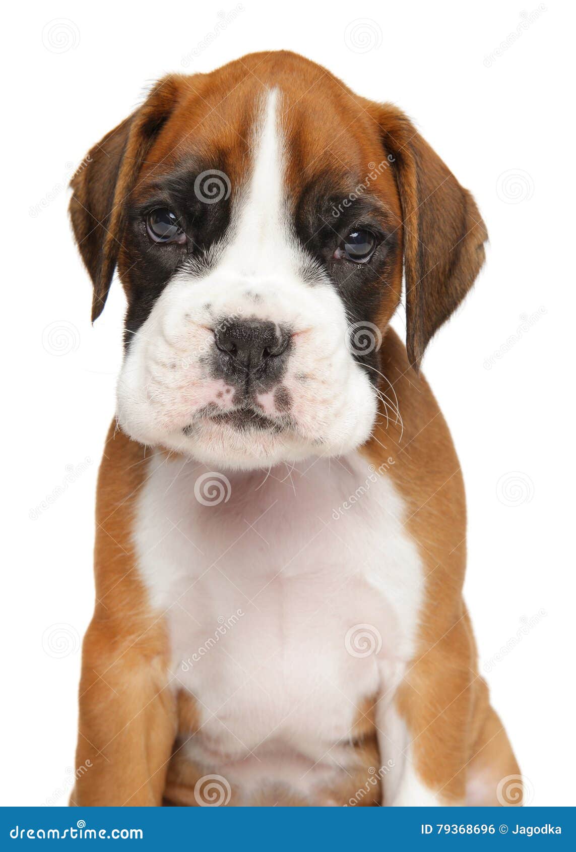 German Boxer Puppy Isolated on White Stock Photo - Image of portrait ...