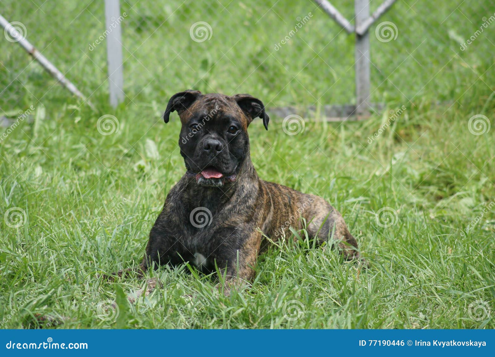 The German Boxer Tiger Colored Stock Photo - Image of muzzle, lying ...