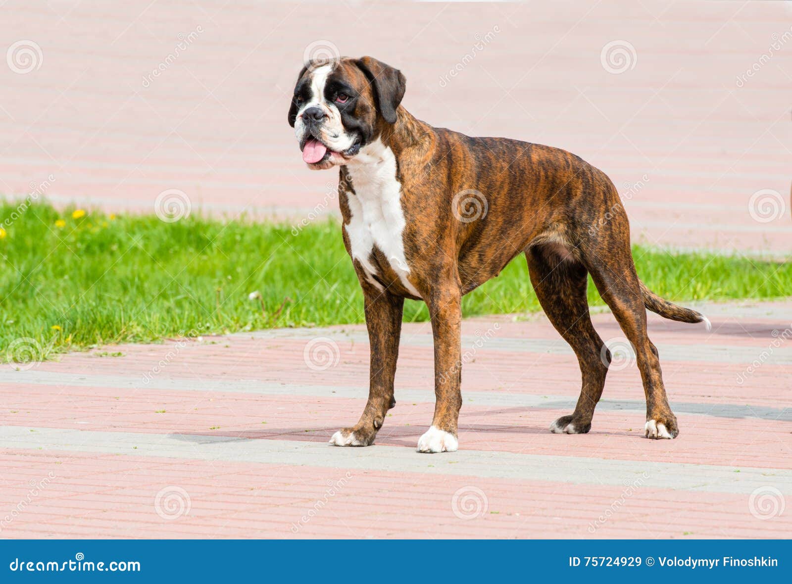 German Boxer Tiger Colored Profile. Stock Image - Image of molosser ...