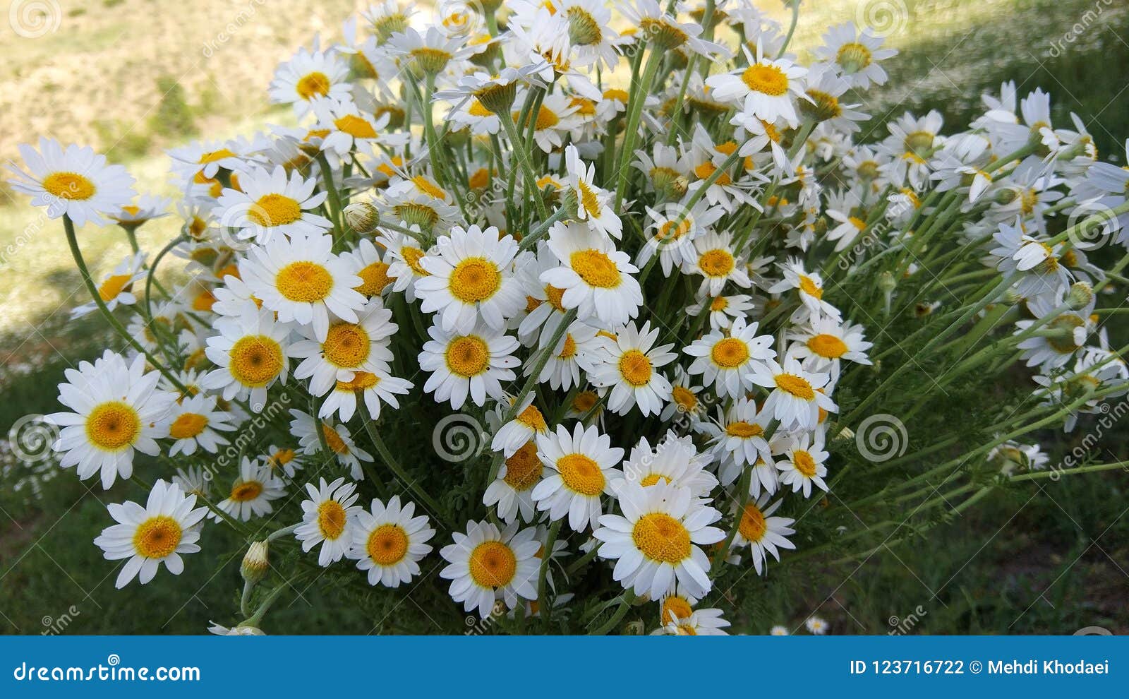 German chamomile flowers stock photo. Image of chamomile - 123716722