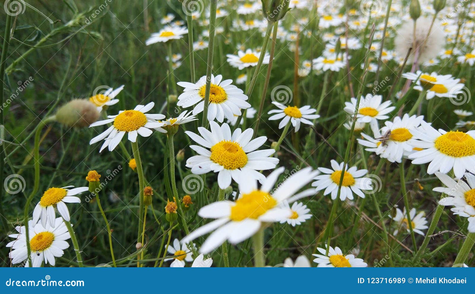 German chamomile flowers stock image. Image of beautiful - 123716989