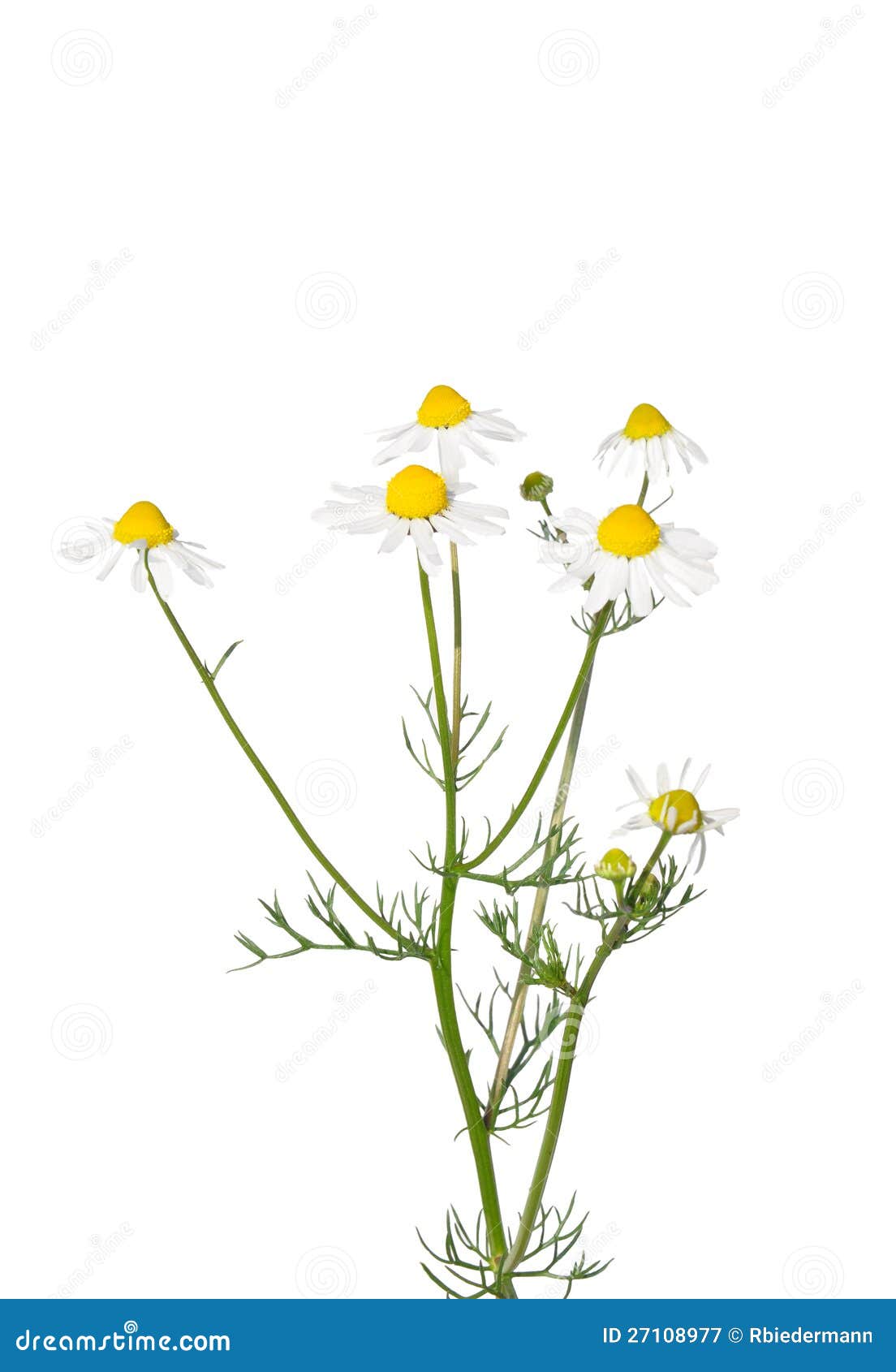 German Chamomile (Matricaria Chamomilla) Stock Image - Image of white ...