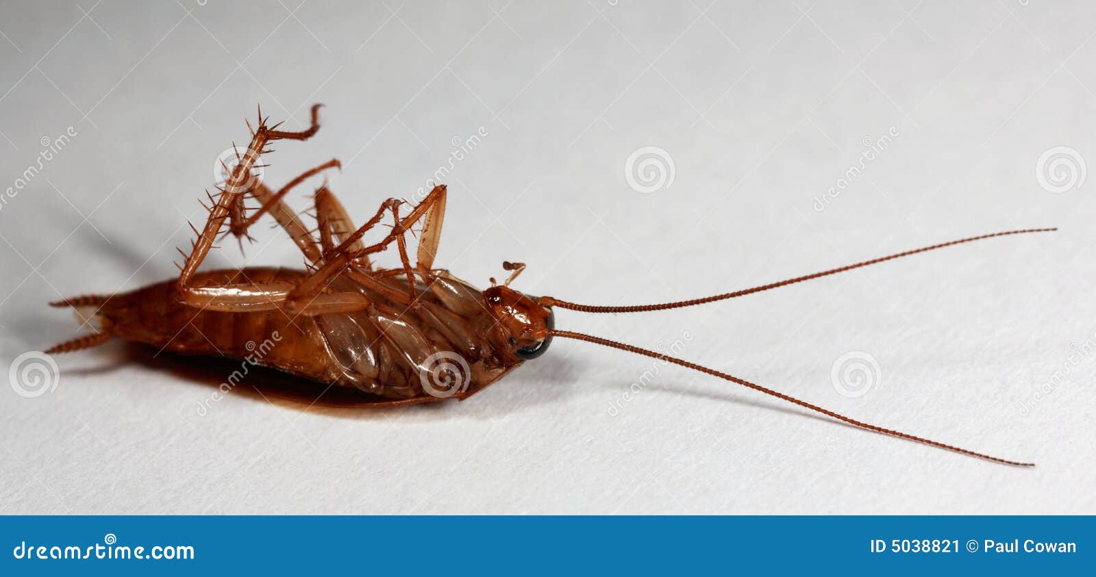 German Cockroach, Blatella Germanica Stock Image - Image of cockroach ...