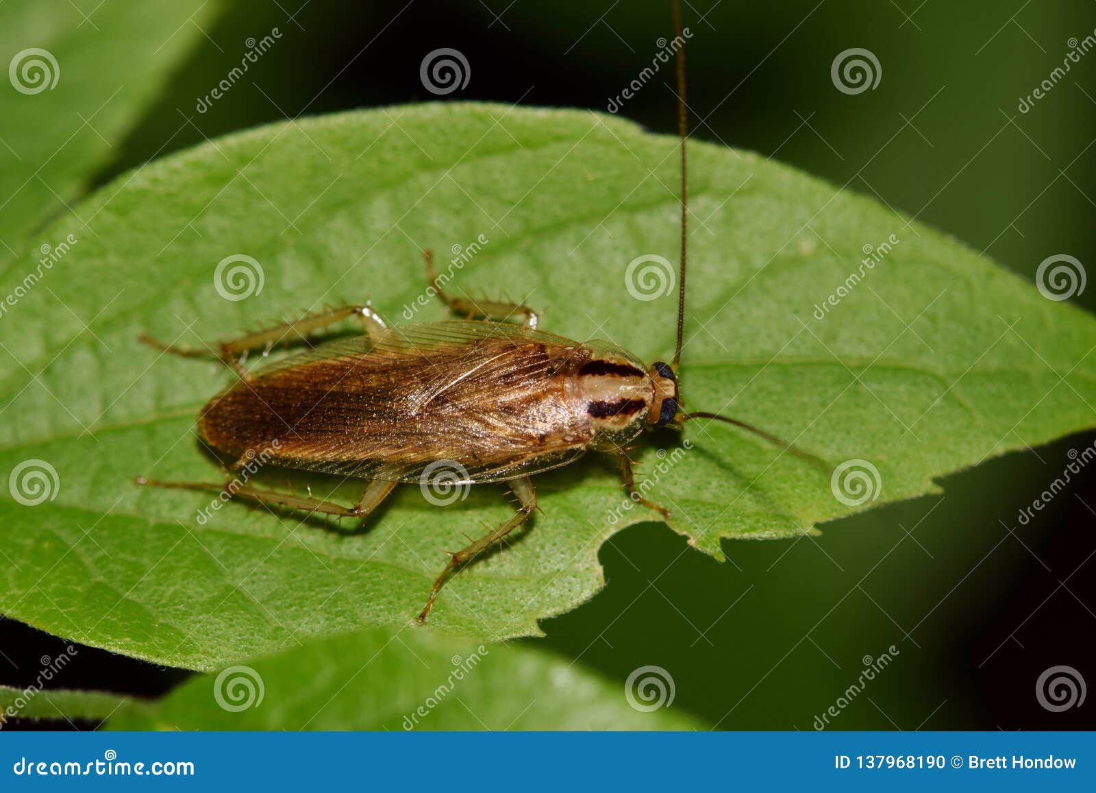 German Cockroach on a Hackberry Leaf Stock Photo - Image of natural ...