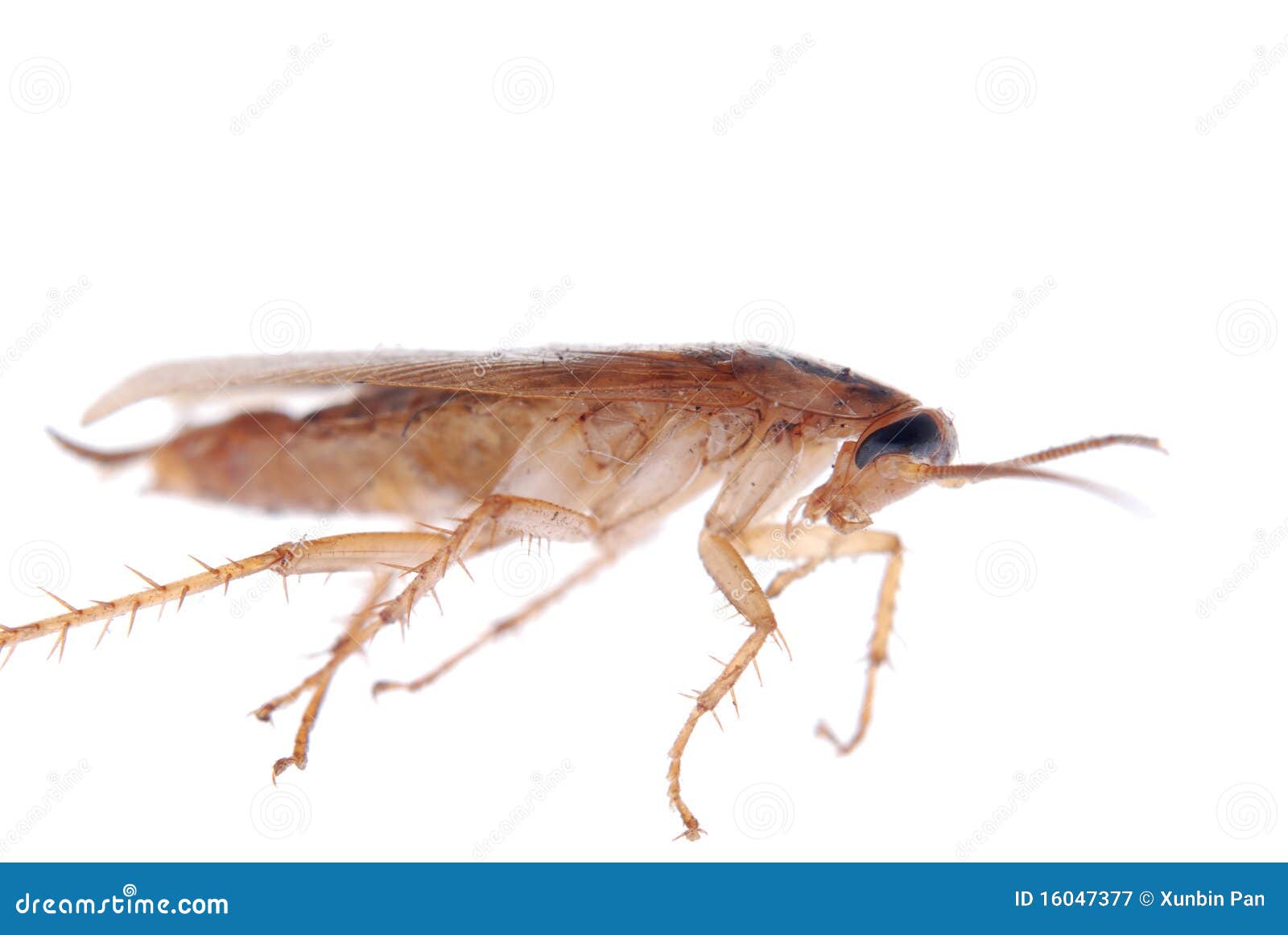 German cockroach isolated stock image. Image of creature - 16047377