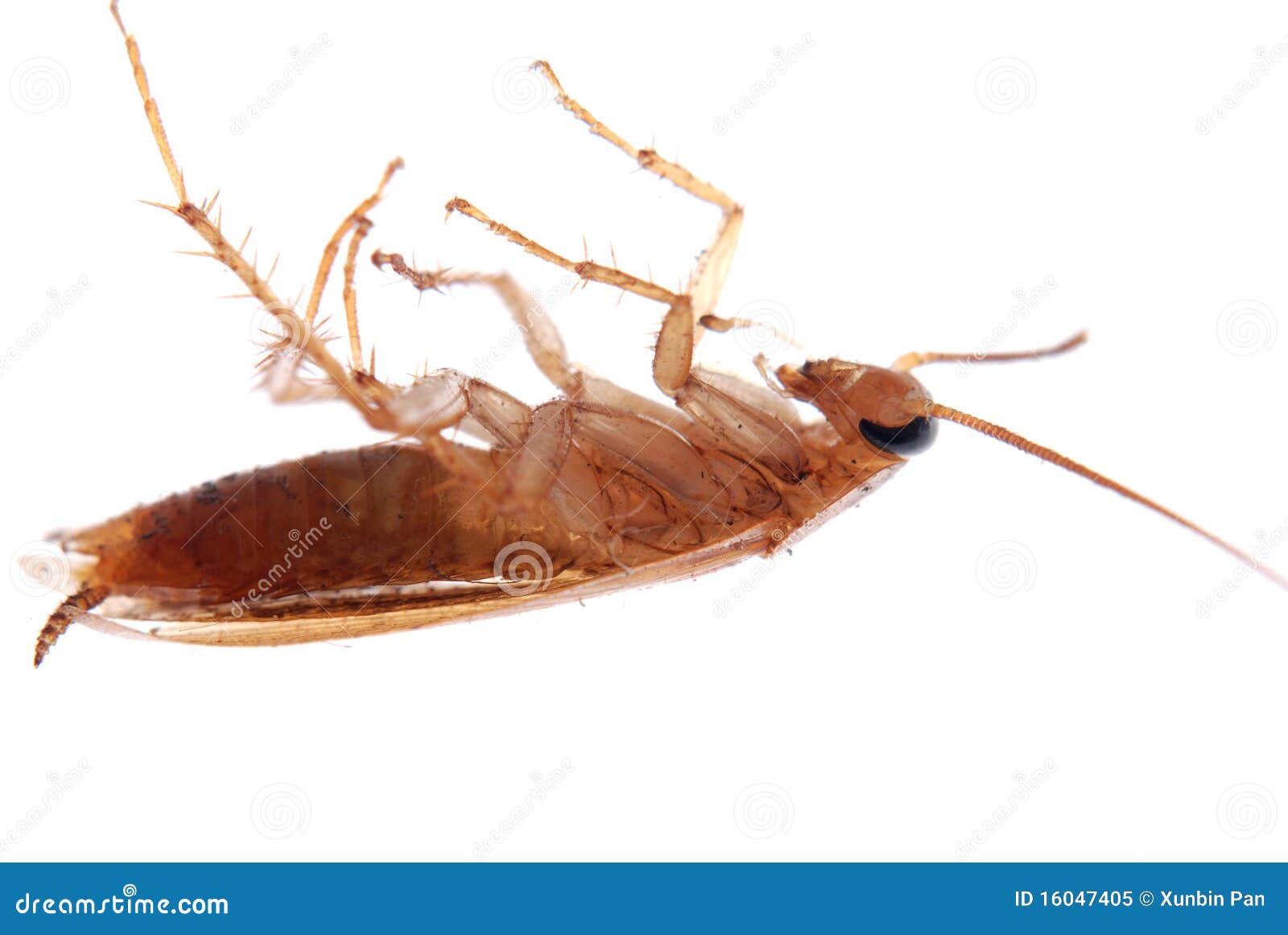 German cockroach isolated stock image. Image of head - 16047405