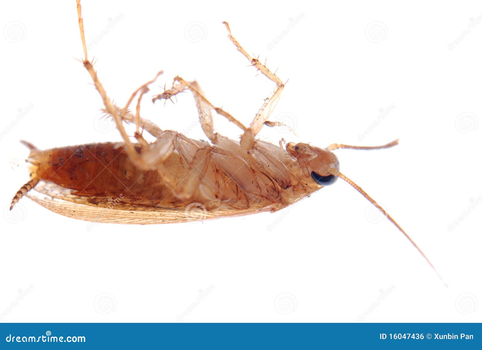 German cockroach isolated stock photo. Image of head - 16047436