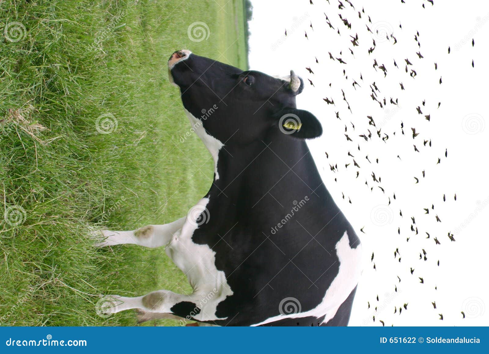 German Cow stock photo. Image of agriculture, group, cattle - 651622