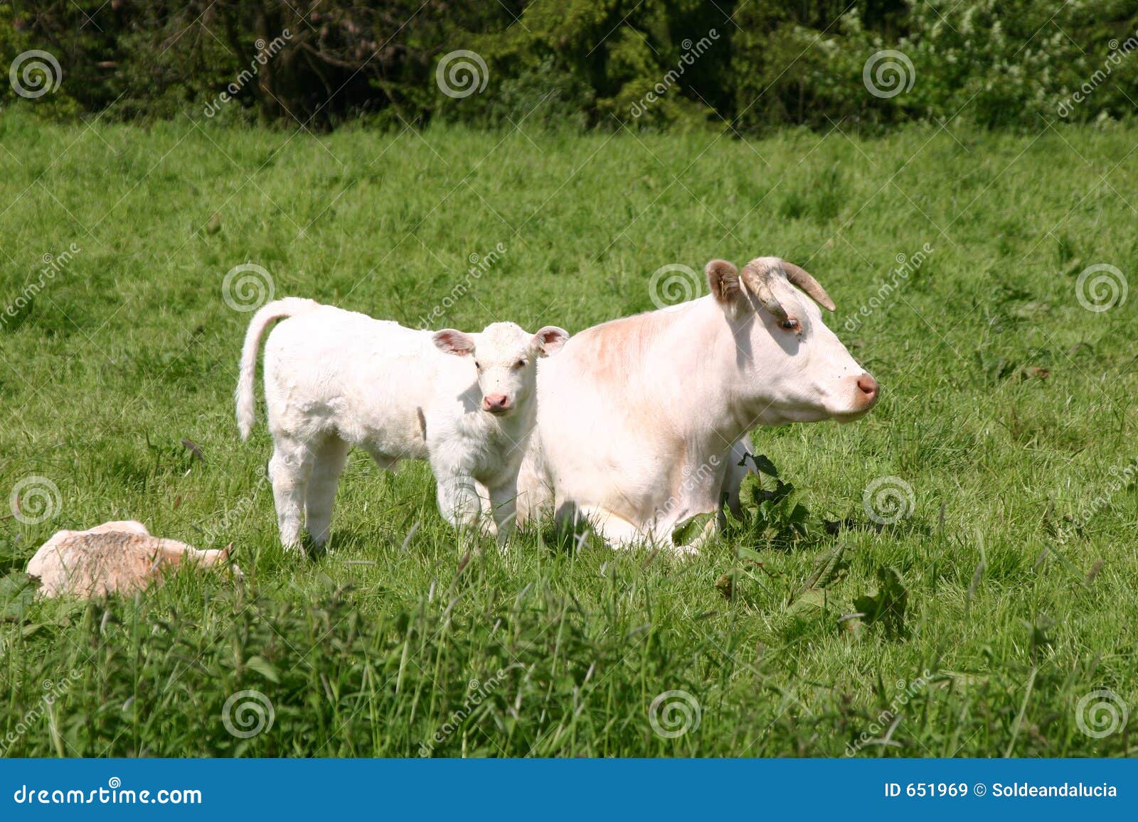 German Cow stock image. Image of hill, black, tagged, dairy - 651969
