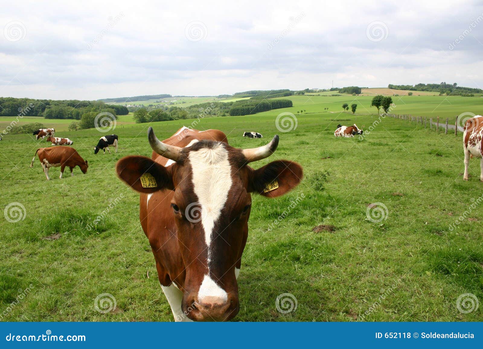 German Cow Picture. Image: 652118