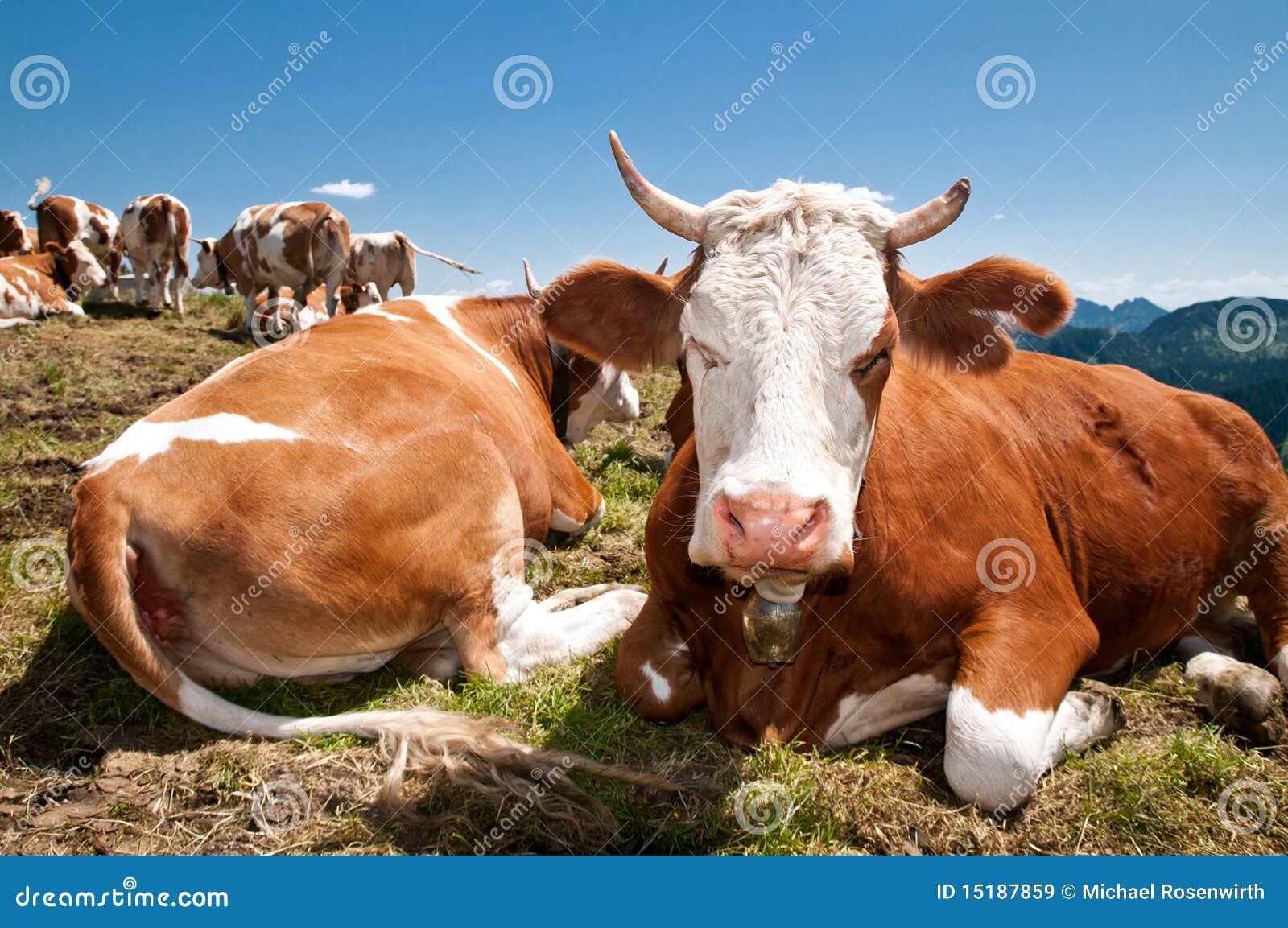 German cows stock image. Image of biological, animal - 15187859