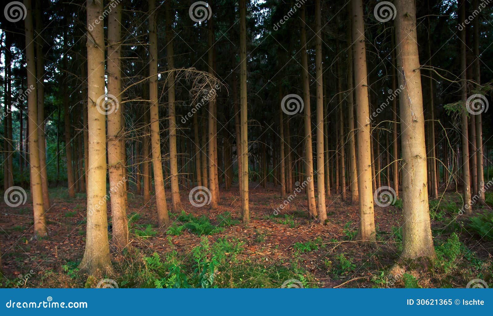German Dark and Deep Forest Stock Image - Image of mist, fall: 30621365