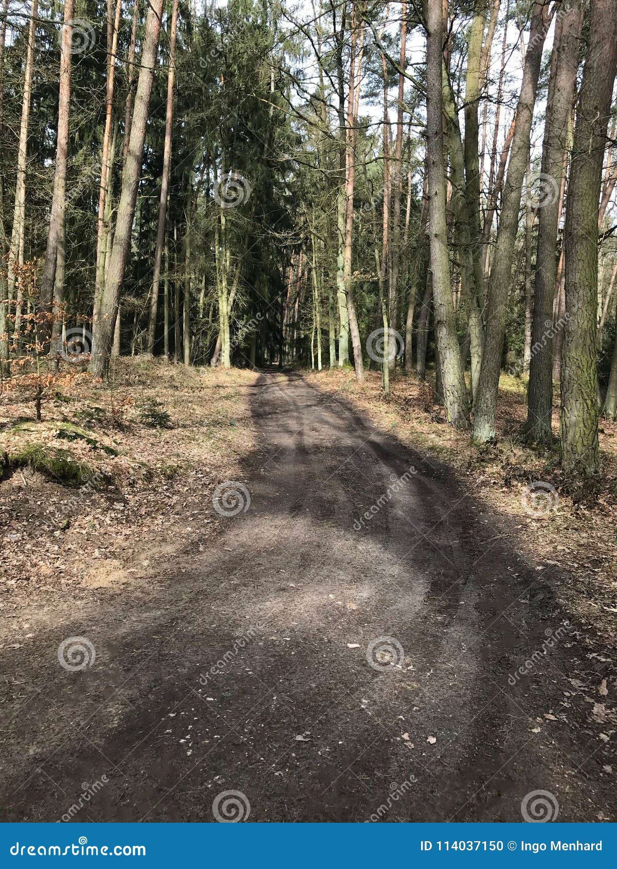German deep forest nature stock photo. Image of hiking - 114037150