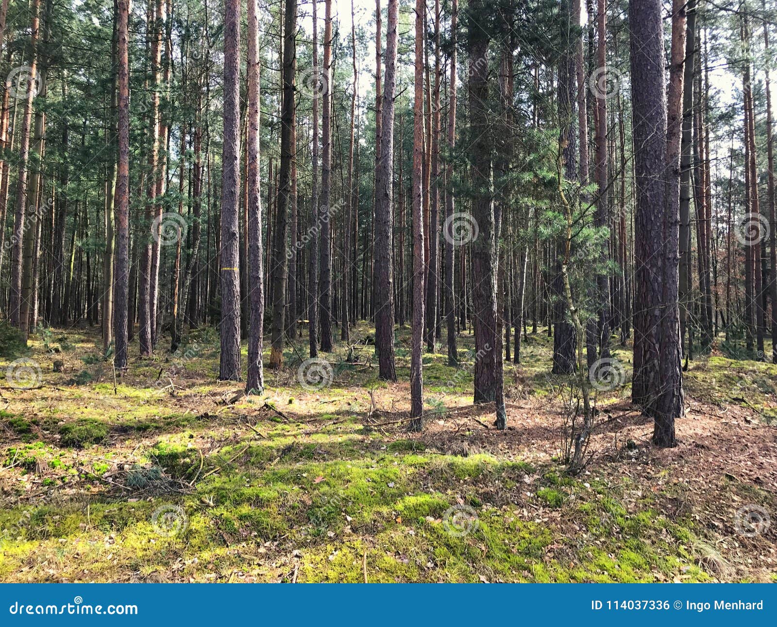 German deep forest nature stock photo. Image of culture - 114037336