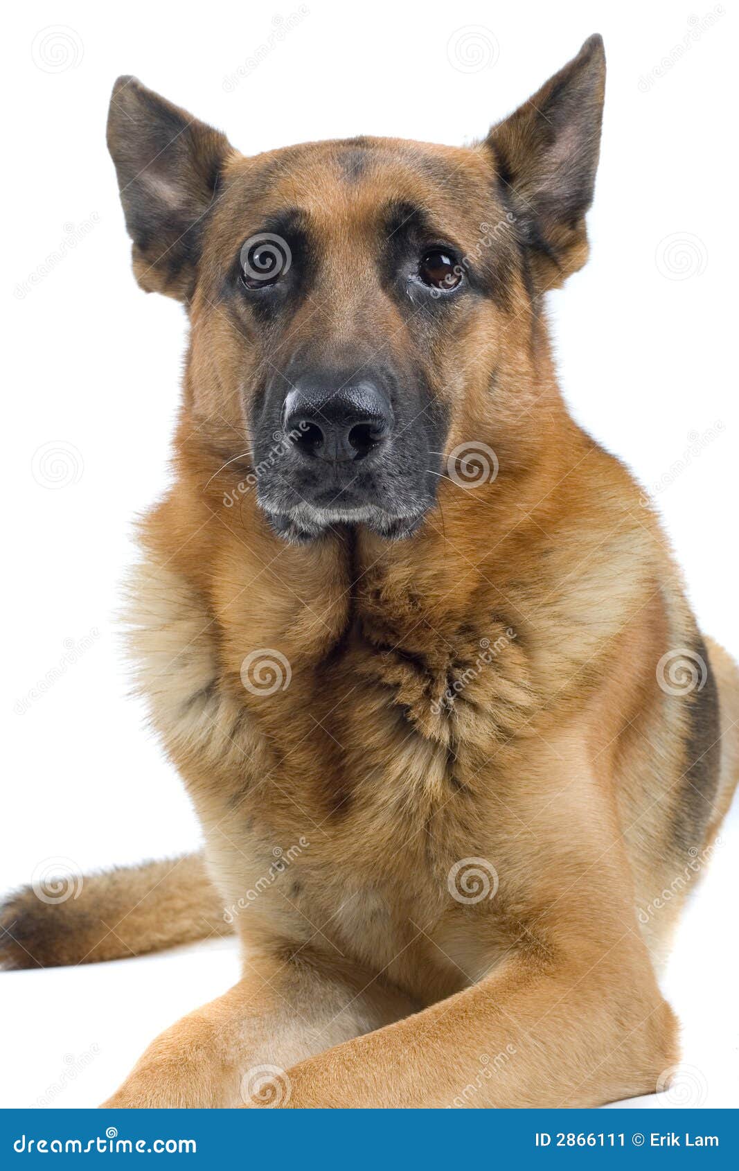 German dog stock image. Image of adorable, german, doggy - 2866111