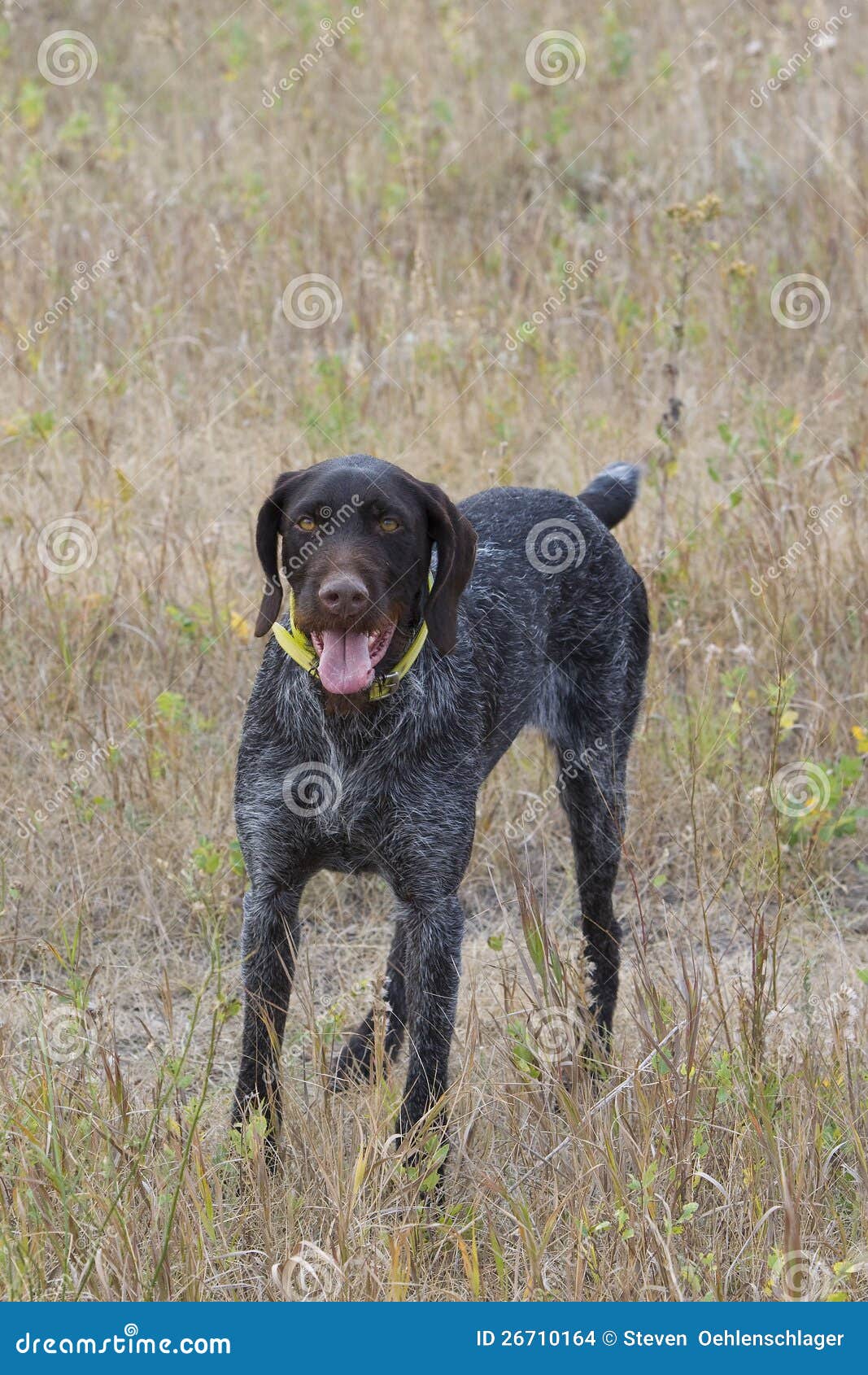 German Drahthaar stock photo. Image of pointer, wirehair - 26710164