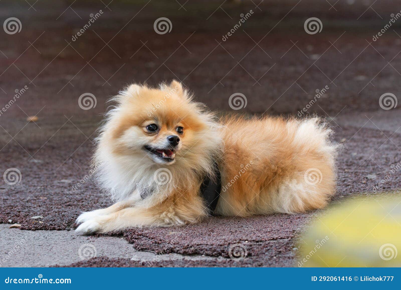 German Dwarf Spitz, Domestic Pet Stock Photo - Image of domestic, spitz ...