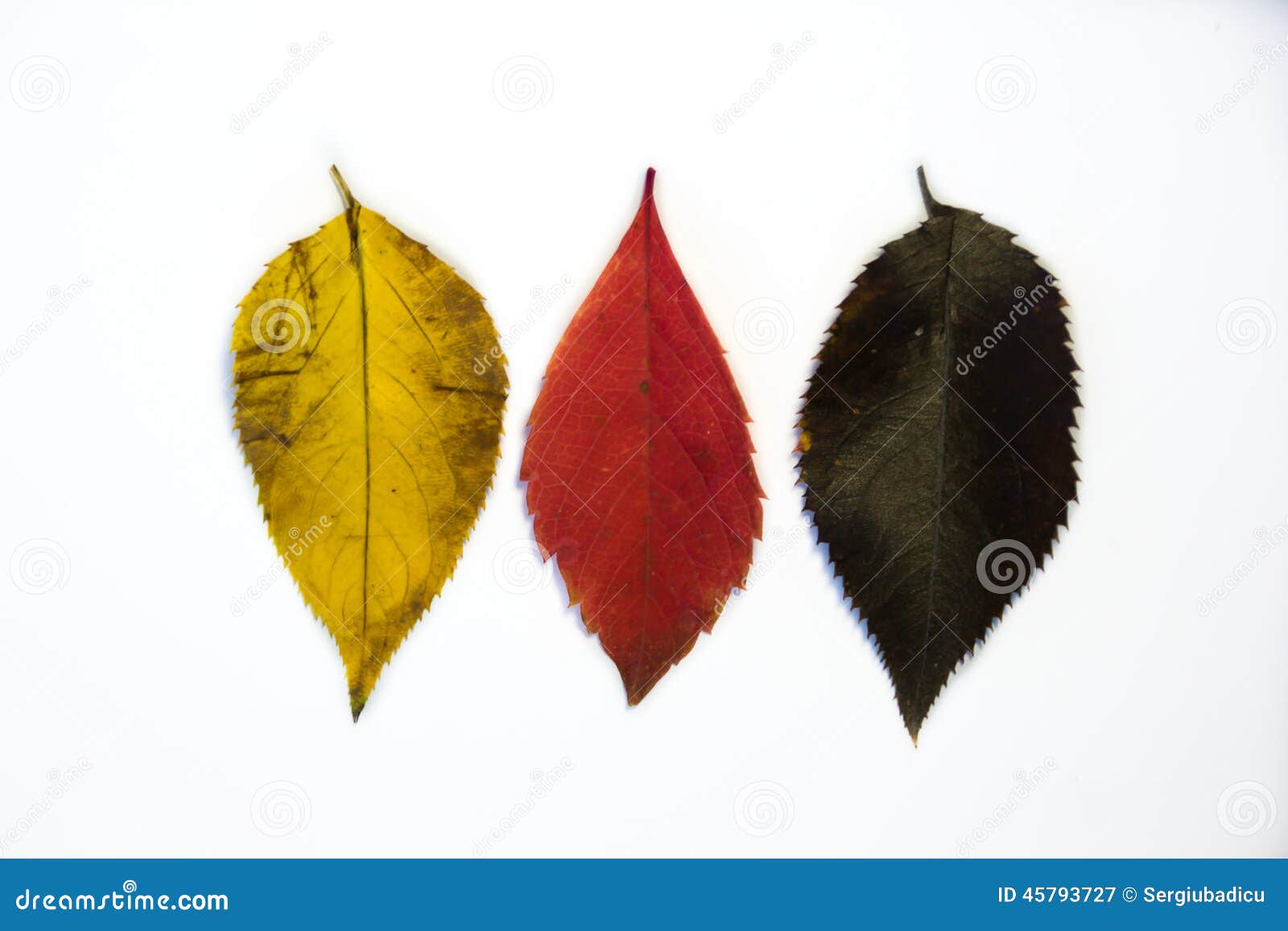 German Flag Leaf. Deutsch Flahnenblatt Stock Image - Image of ...