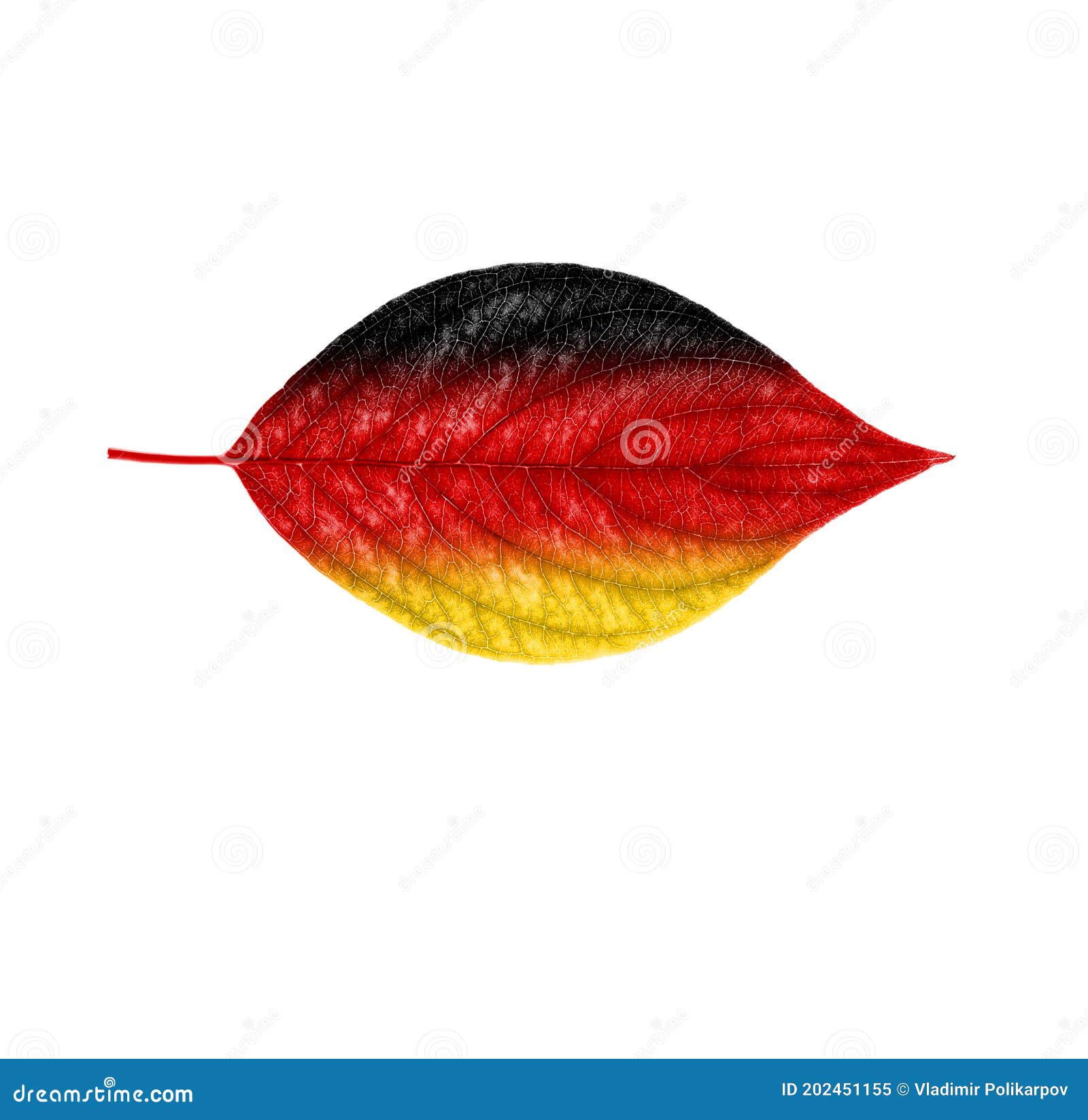 German Flag on a Leaf Isolated on a White Background Stock Image ...