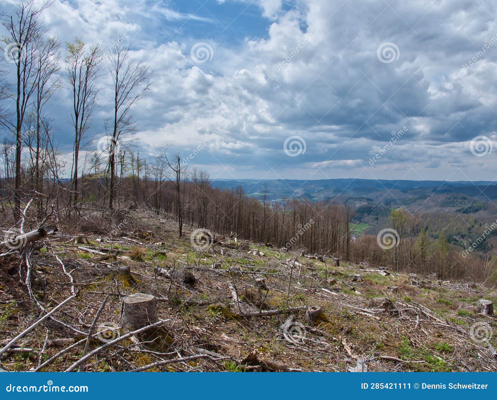 German Forest Dieback in Hesse and Cleared Areas Stock Image - Image of ...