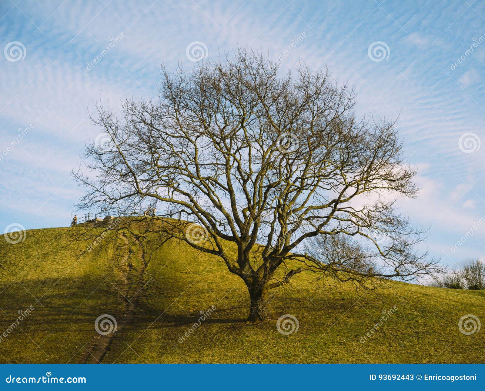 German Forest with Snow and Trees with Still Atmosphere Stock Image ...