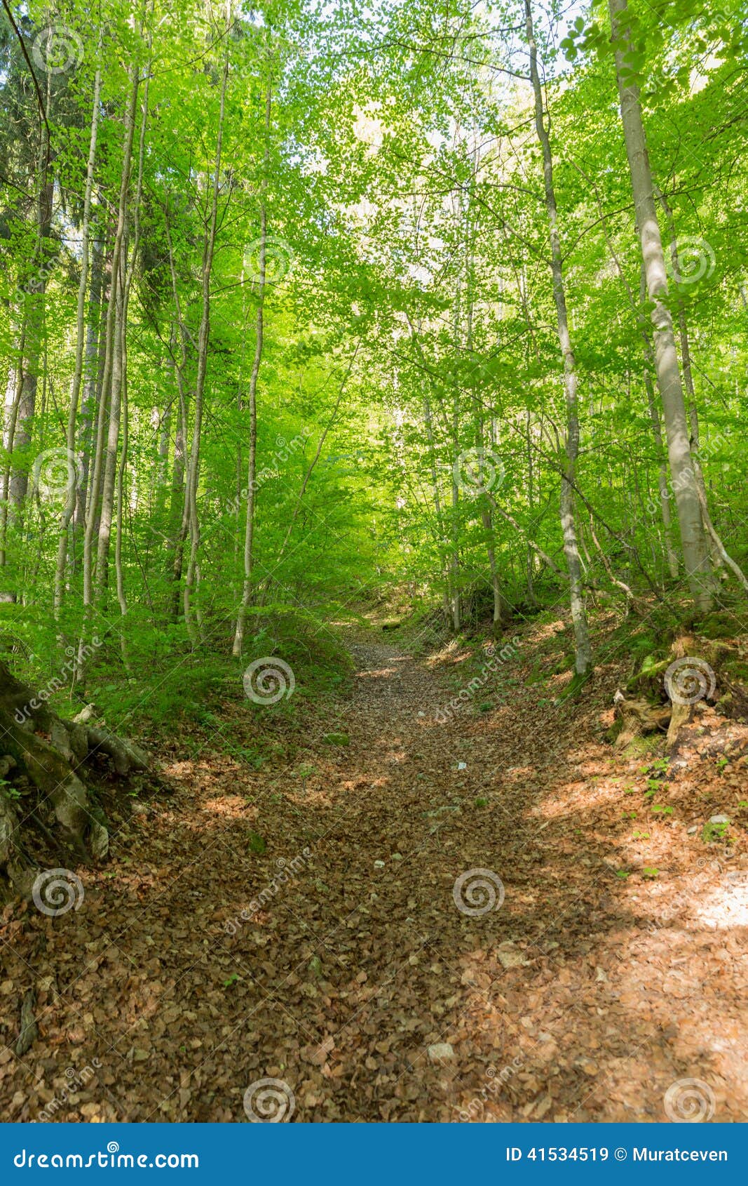 German Forrest stock image. Image of german, season, seasonal - 41534519