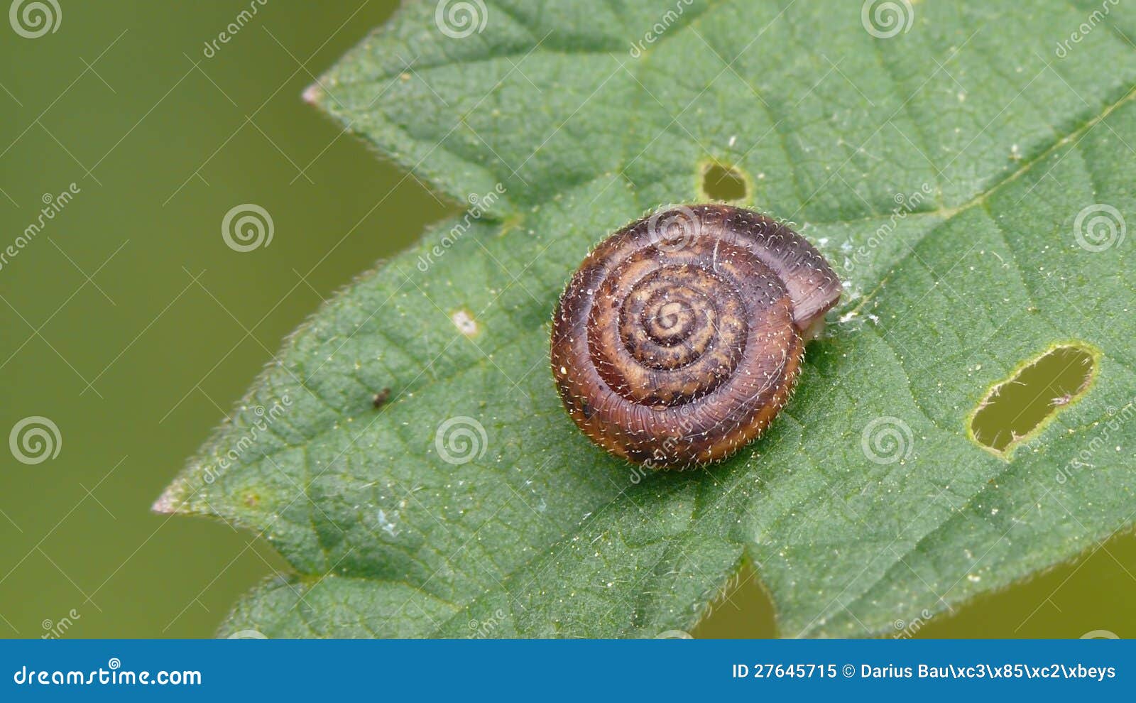 German hairy snail stock image. Image of terrestrial - 27645715