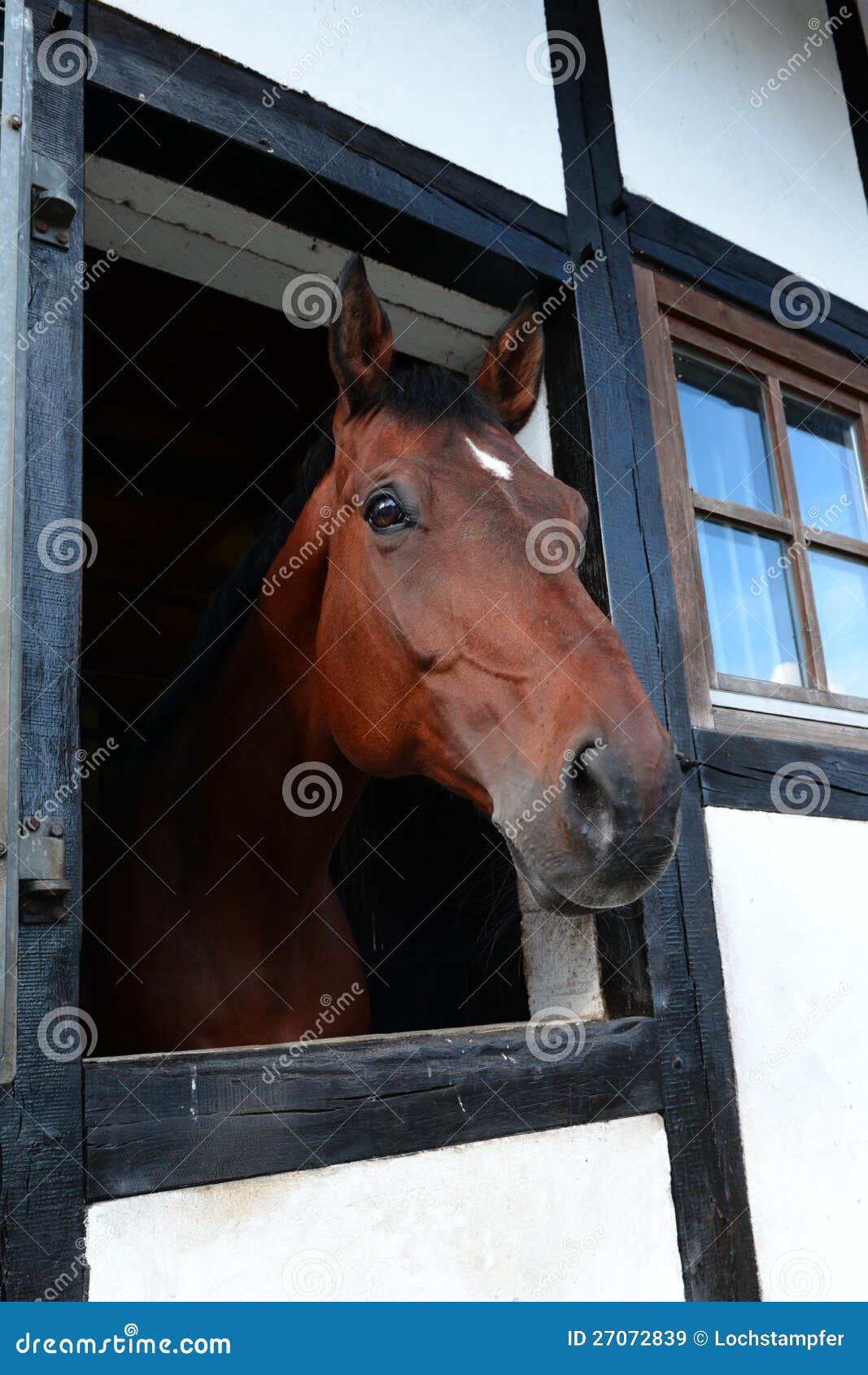 German horse stock image. Image of brown, horse, lower - 27072839