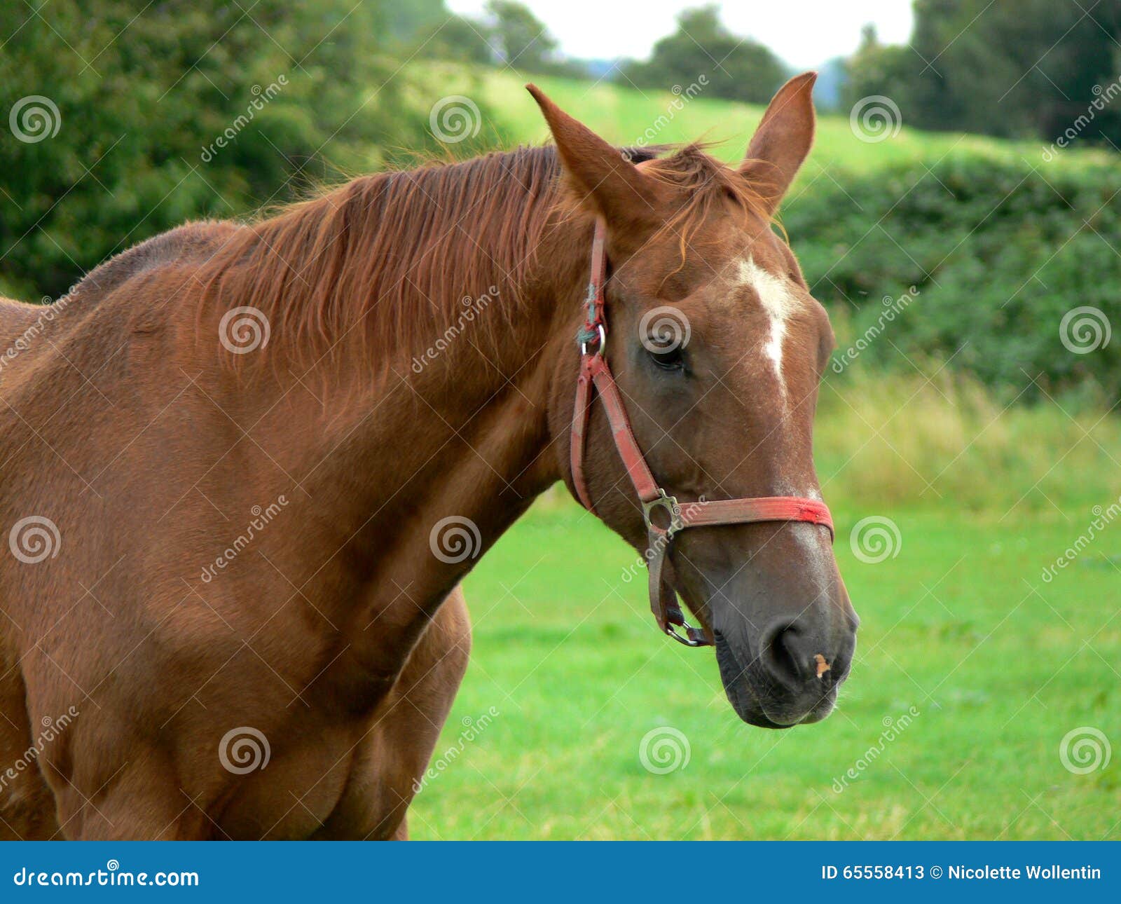 German Horse stock image. Image of health, training, tournament - 65558413