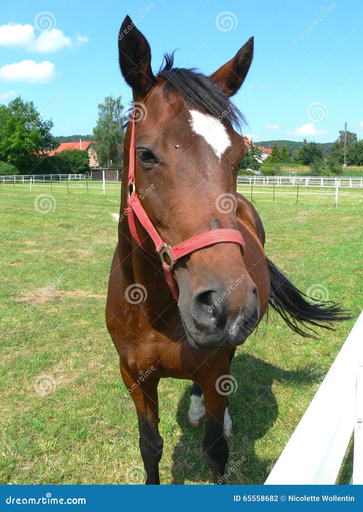 German Horse stock photo. Image of versatility, portrait - 65558682